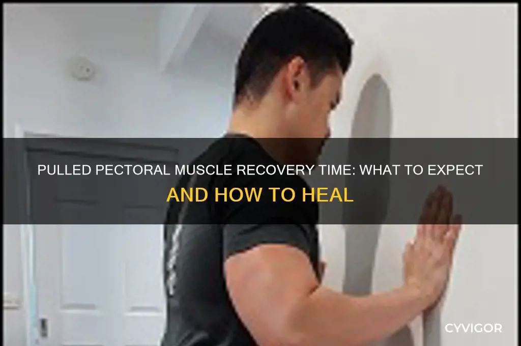 Pulled Pectoral Muscle Recovery Time: What To Expect And How To Heal ...