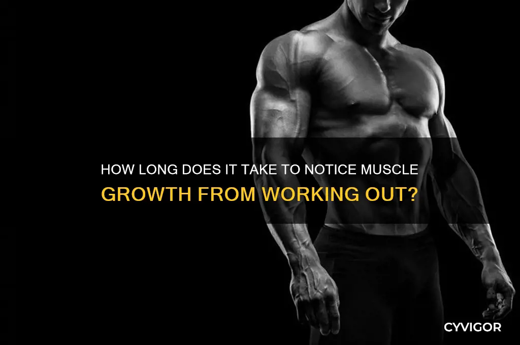 How Long Does It Take To Notice Muscle Growth From Working Out? | CyVigor