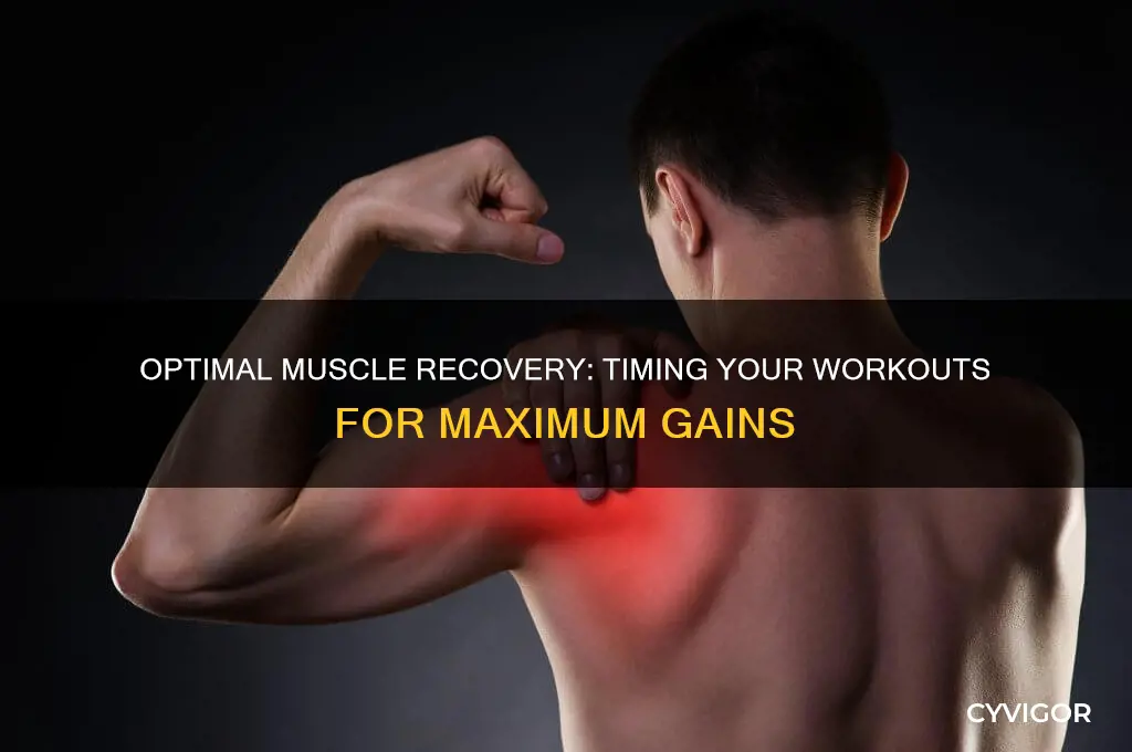 Optimal Muscle Recovery: Timing Your Workouts For Maximum Gains | CyVigor
