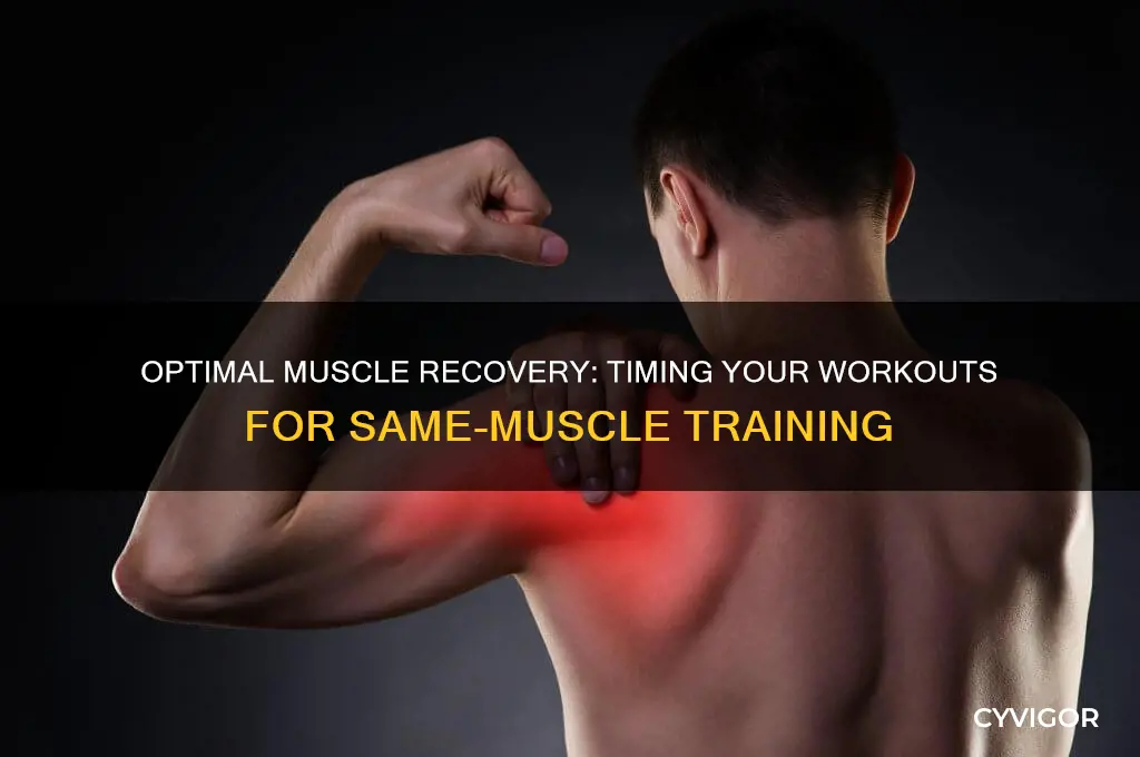 Optimal Muscle Recovery: Timing Your Workouts For Same-Muscle Training ...