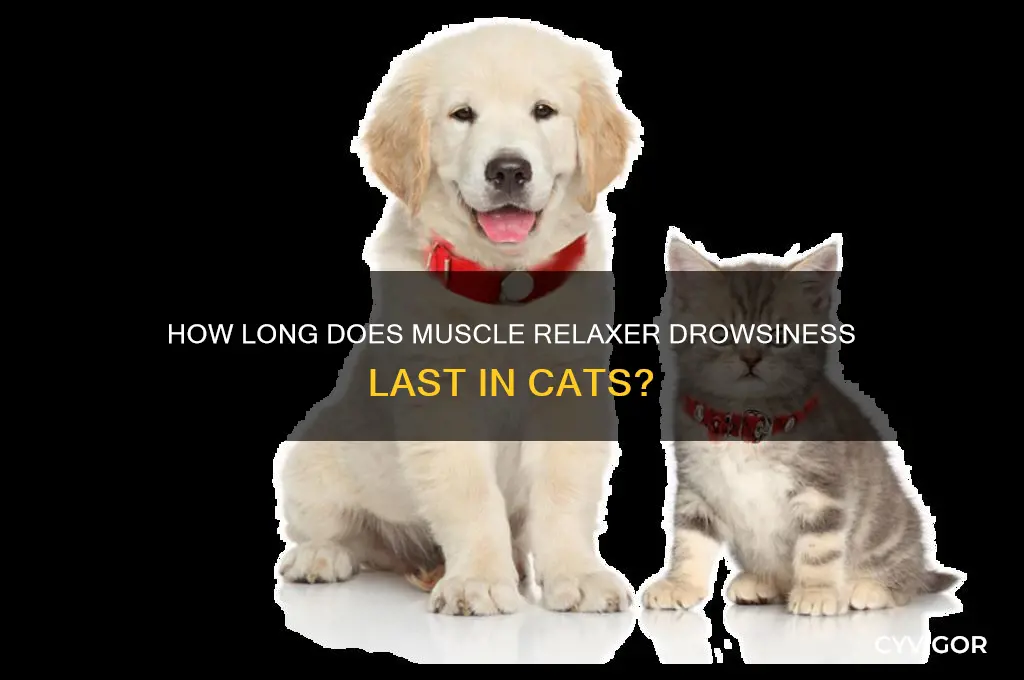 How Long Does Muscle Relaxer Drowsiness Last In Cats? | CyVigor