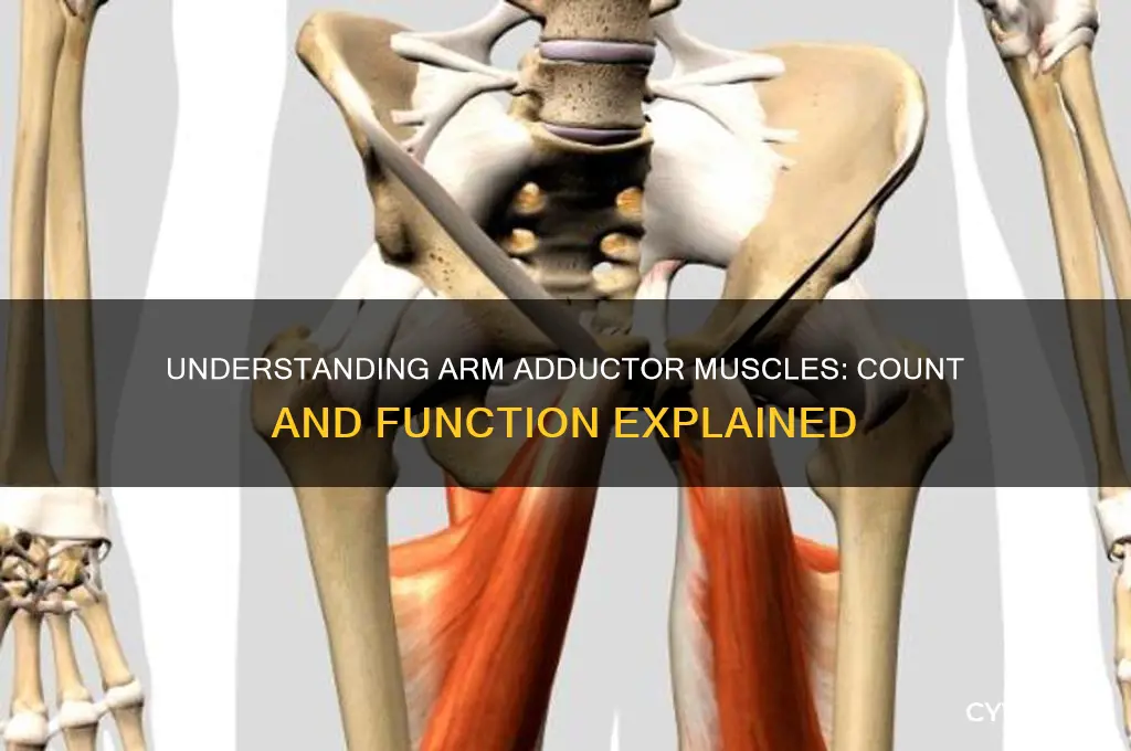Understanding Arm Adductor Muscles: Count And Function Explained | CyVigor