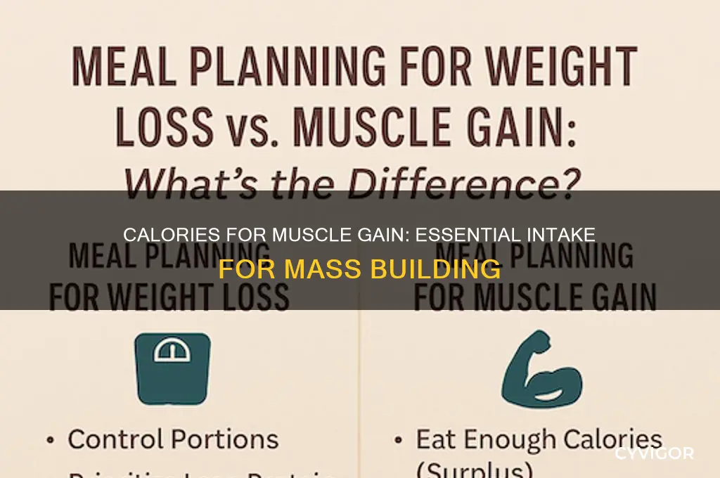 Calories For Muscle Gain: Essential Intake For Mass Building | CyVigor
