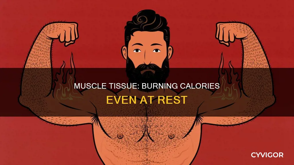 Muscle Tissue: Burning Calories Even At Rest | CyVigor