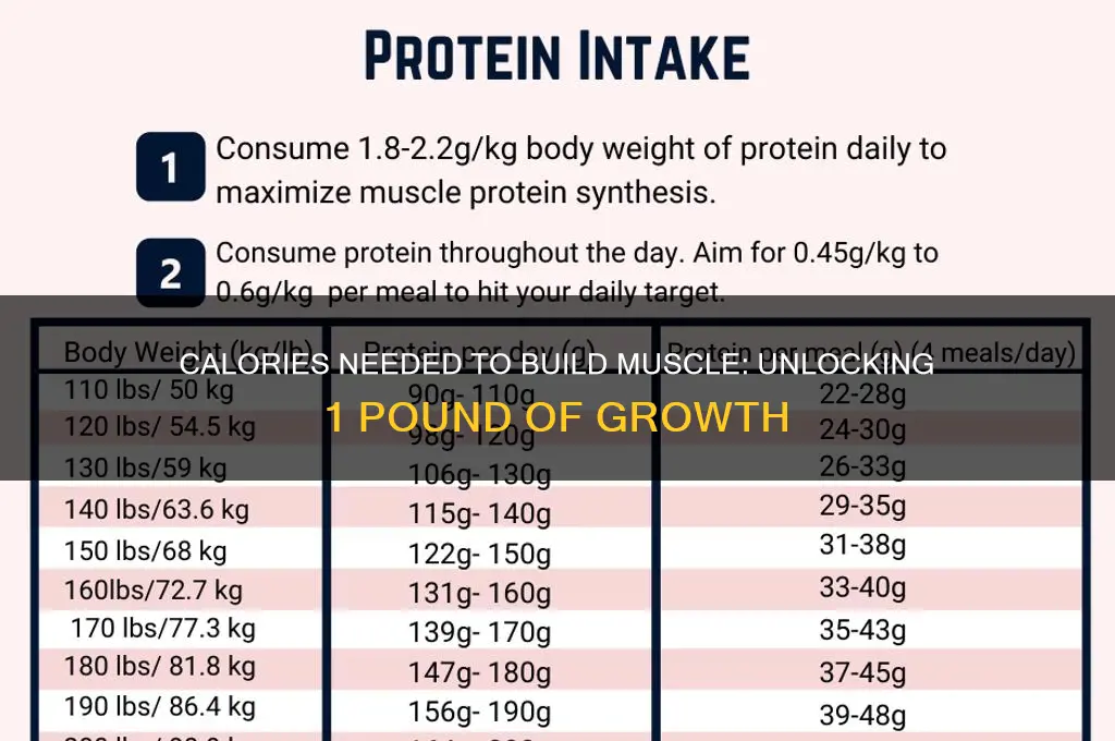 Calories Needed To Build Muscle: Unlocking 1 Pound Of Growth | CyVigor