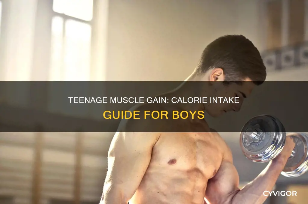 Teenage Muscle Gain: Calorie Intake Guide For Boys | CyVigor