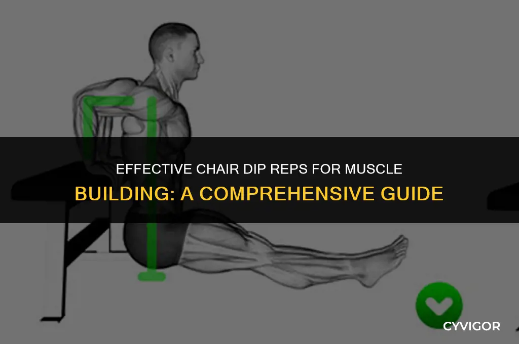 Effective Chair Dip Reps For Muscle Building: A Comprehensive Guide ...