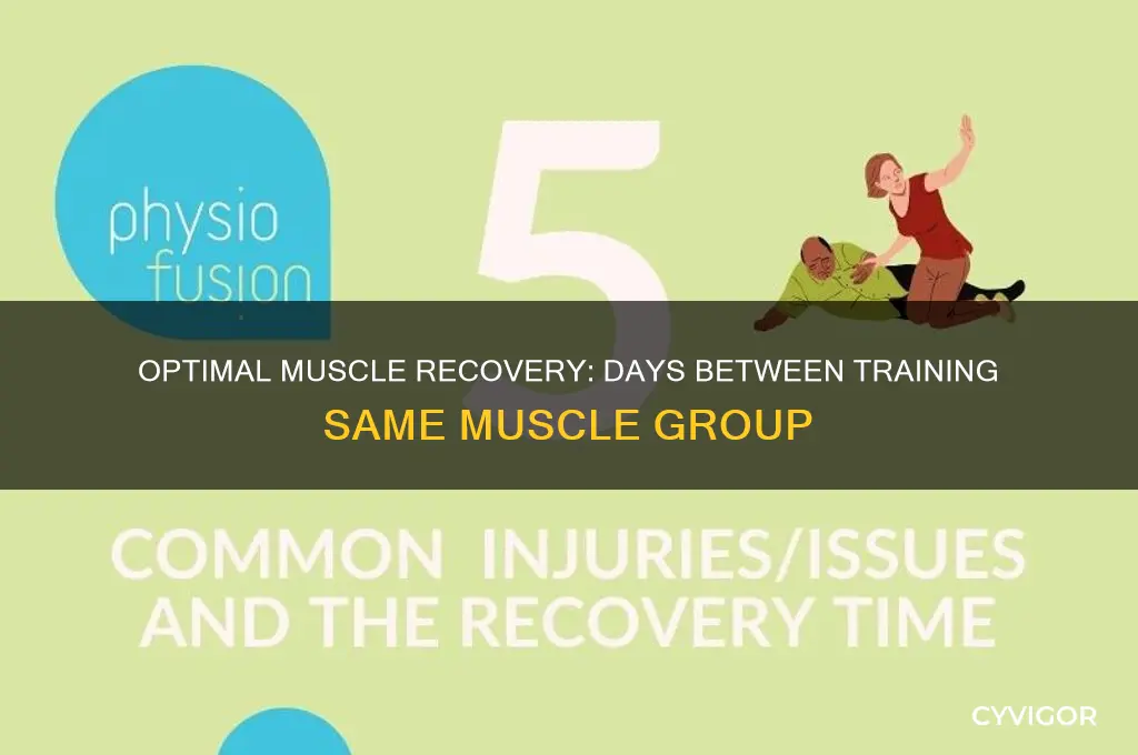 Optimal Muscle Recovery: Days Between Training Same Muscle Group | CyVigor