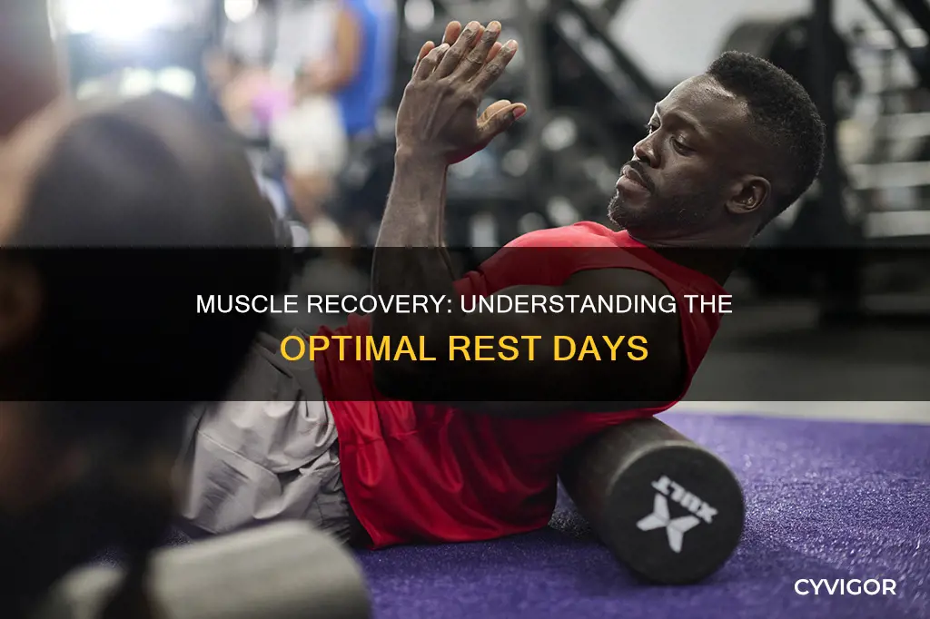 Muscle Recovery: Understanding The Optimal Rest Days | CyVigor