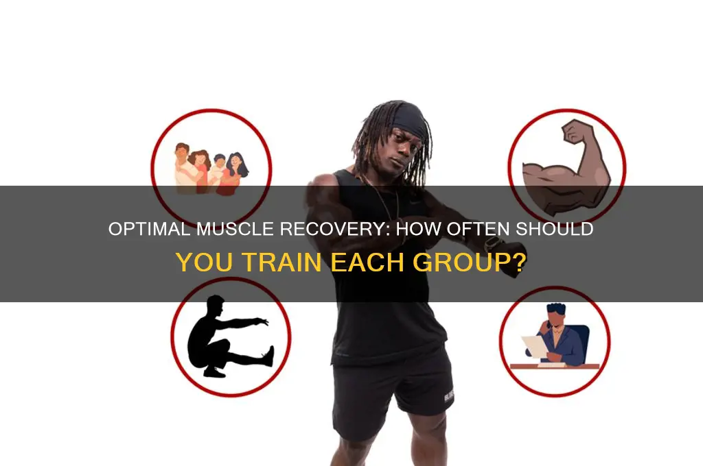 Optimal Muscle Recovery: How Often Should You Train Each Group? | CyVigor