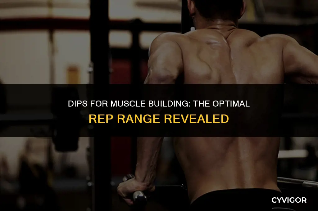 Dips For Muscle Building: The Optimal Rep Range Revealed | CyVigor