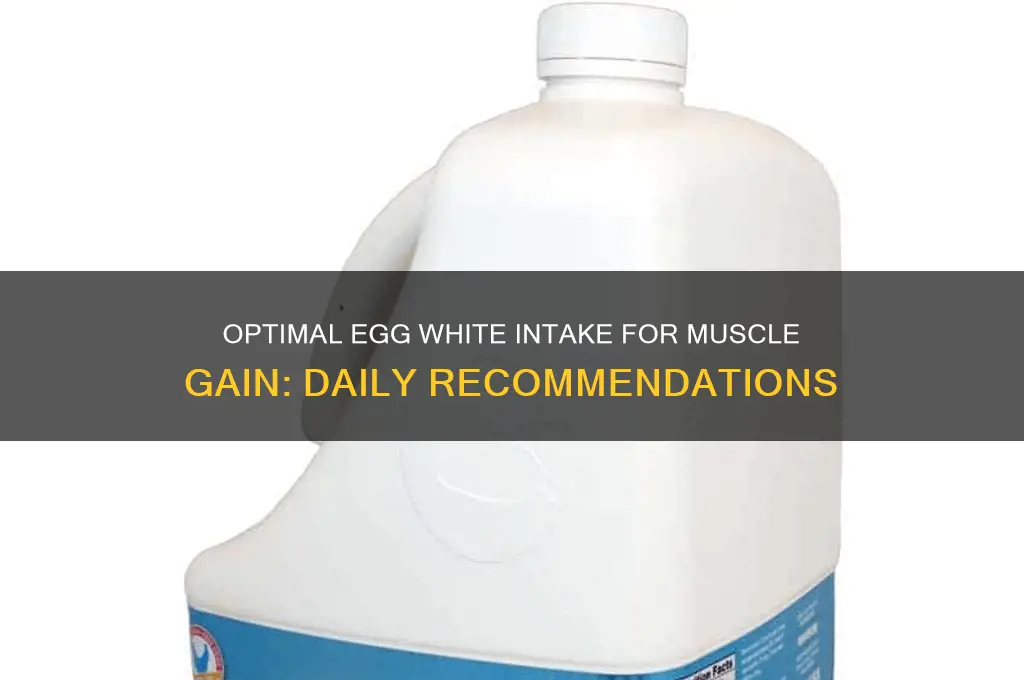 Optimal Egg White Intake For Muscle Gain: Daily Recommendations | CyVigor