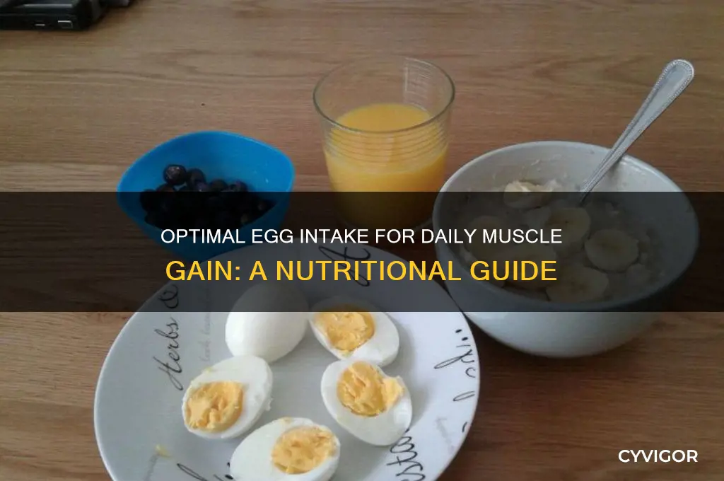 Optimal Egg Intake For Daily Muscle Gain: A Nutritional Guide | CyVigor