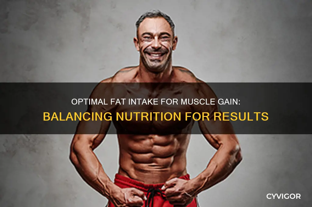 Optimal Fat Intake For Muscle Gain: Balancing Nutrition For Results ...