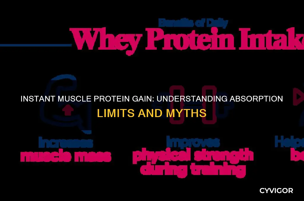 Instant Muscle Protein Gain: Understanding Absorption Limits And Myths ...