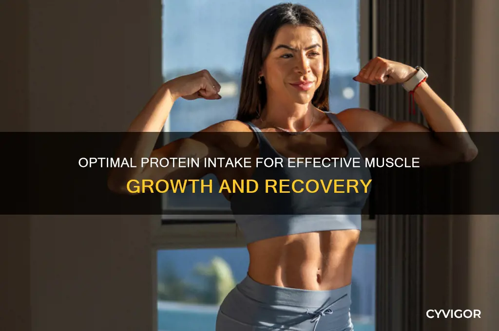 Optimal Protein Intake For Effective Muscle Growth And Recovery | CyVigor