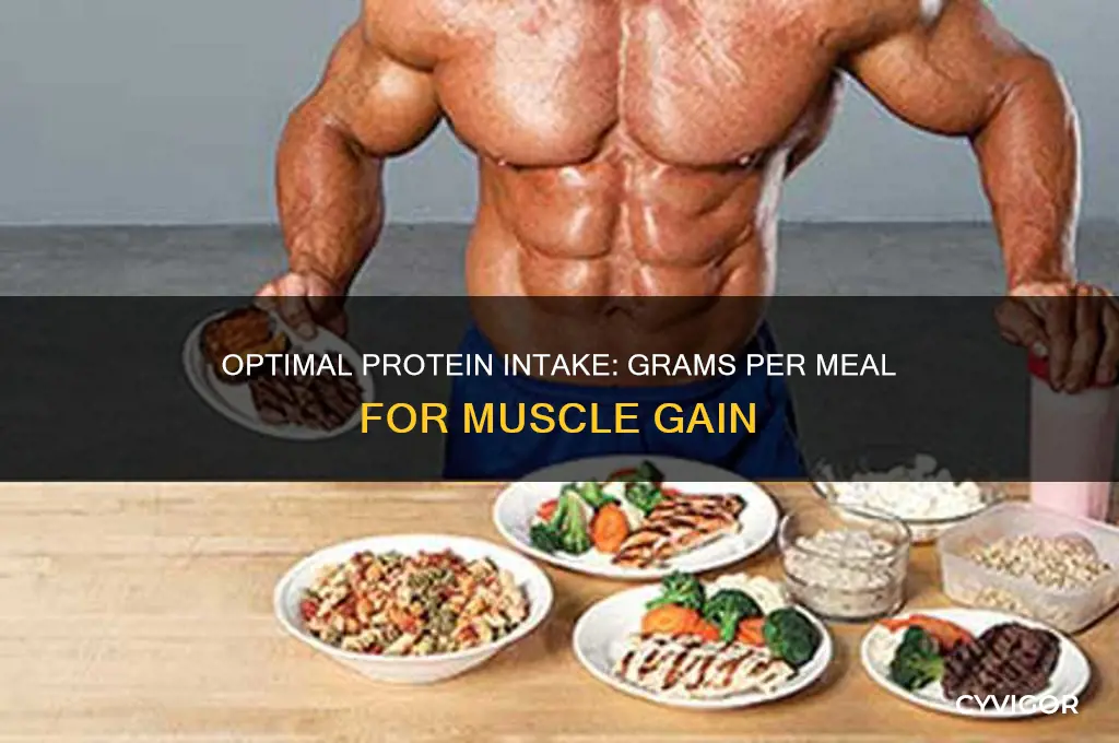 Optimal Protein Intake: Grams Per Meal For Muscle Gain | CyVigor