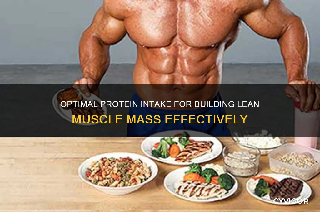 Optimal Protein Intake For Building Lean Muscle Mass Effectively | CyVigor