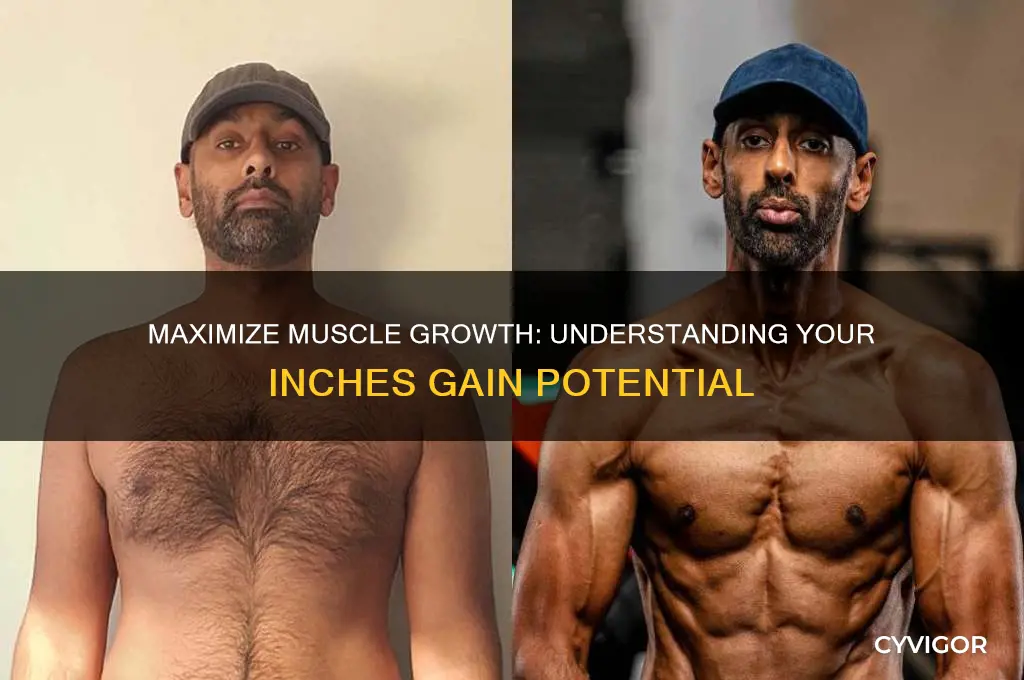 Maximize Muscle Growth: Understanding Your Inches Gain Potential | CyVigor