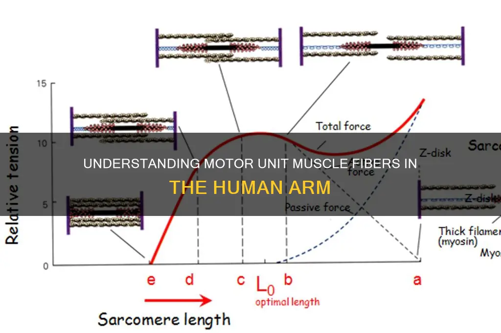Understanding Motor Unit Muscle Fibers In The Human Arm | CyVigor