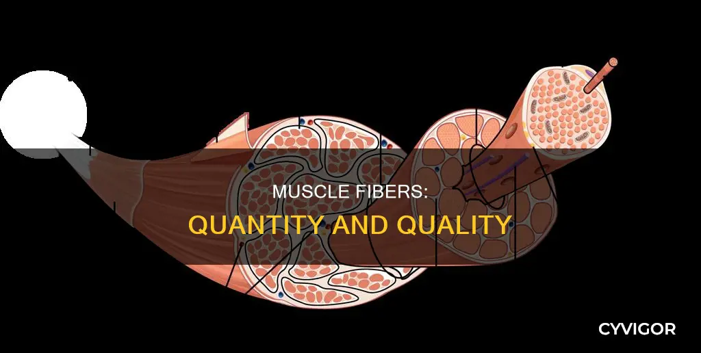 Muscle Fibers: Quantity And Quality | CyVigor