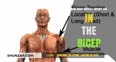 Exploring The Complex Anatomy Of Facial Muscle Groups | CyVigor