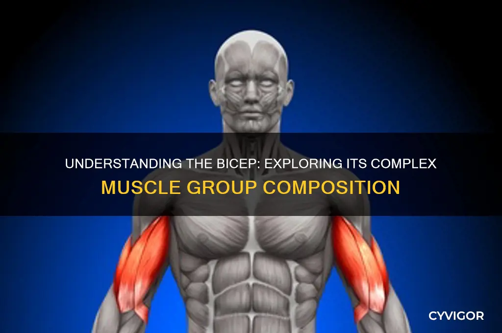 Understanding The Bicep: Exploring Its Complex Muscle Group Composition ...