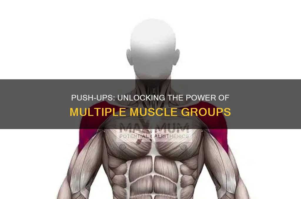 Push-Ups: Unlocking The Power Of Multiple Muscle Groups | CyVigor