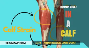 Exploring The Anatomy Of Calf Muscles: A Comprehensive Guide | CyVigor