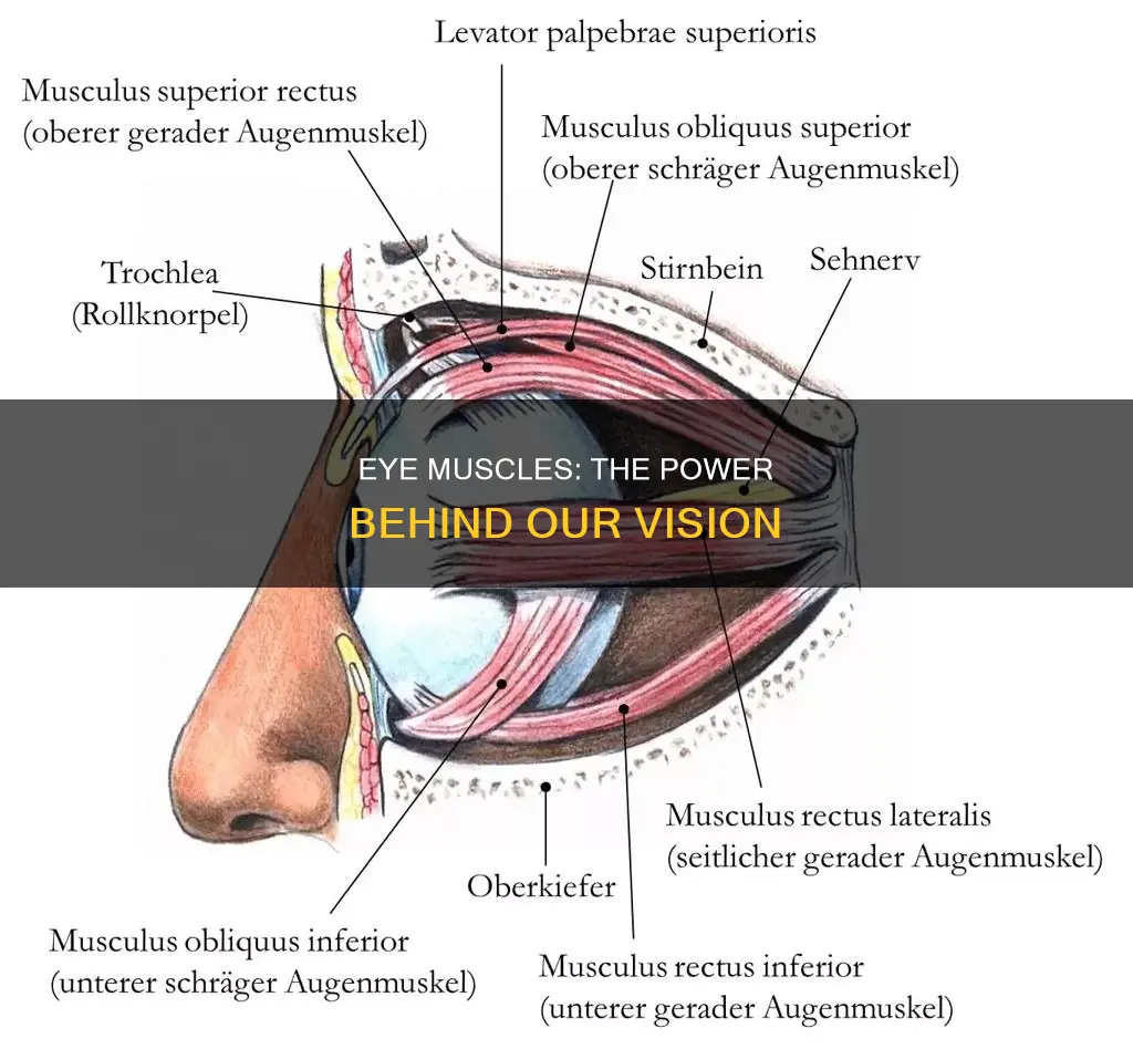 Eye Muscles: The Power Behind Our Vision | CyVigor