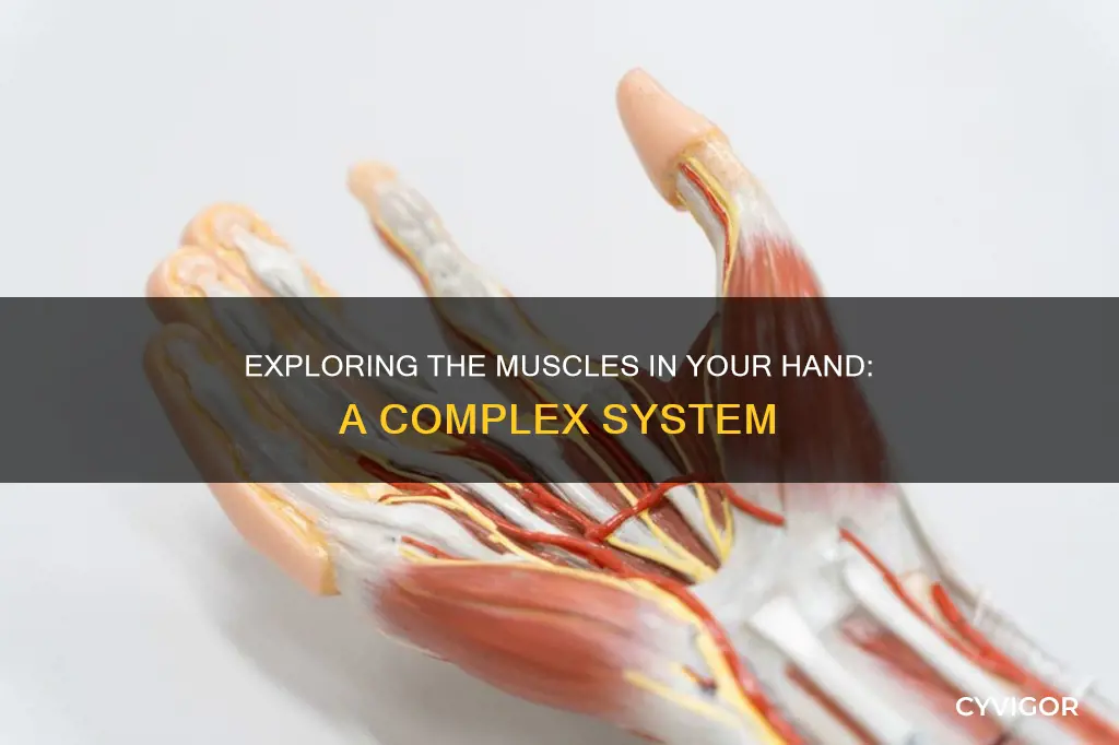 Exploring The Muscles In Your Hand: A Complex System | CyVigor