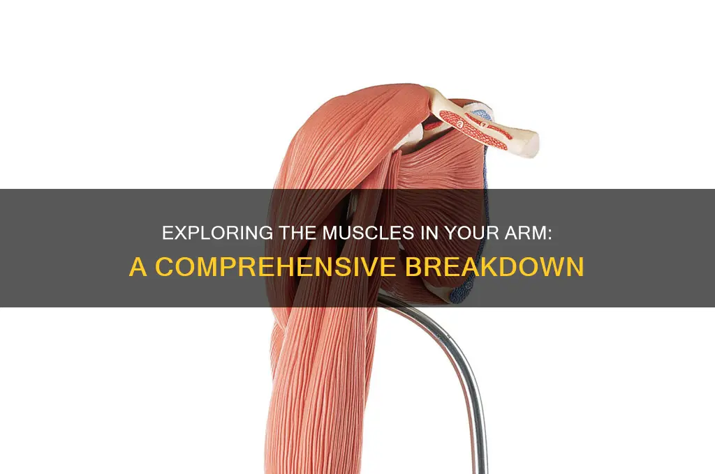 Exploring The Muscles In Your Arm: A Comprehensive Breakdown | CyVigor