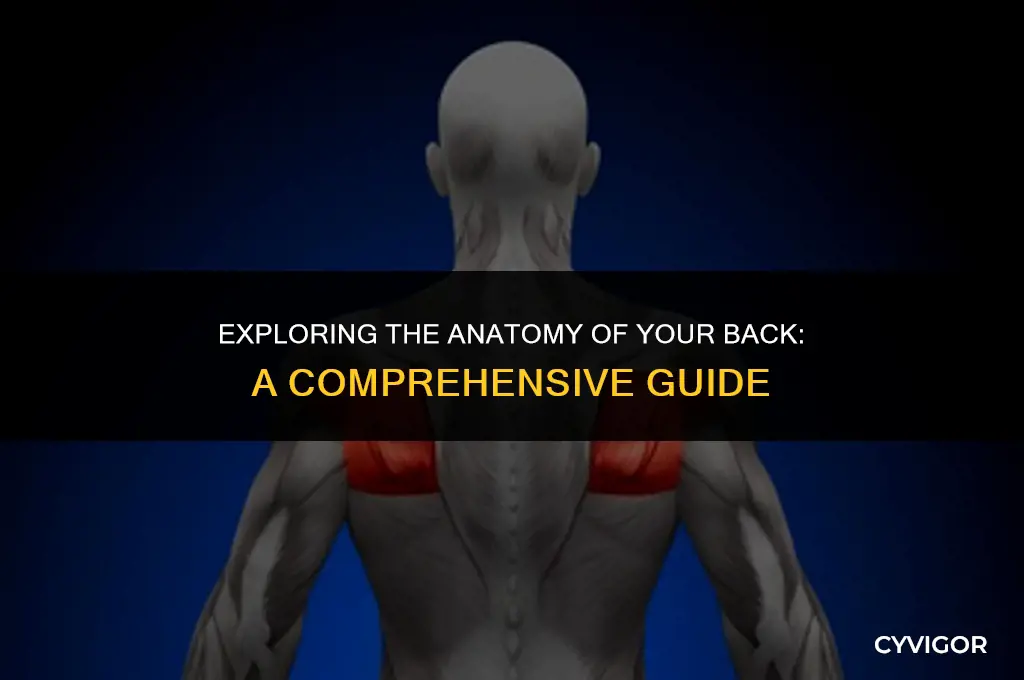 Exploring The Anatomy Of Your Back: A Comprehensive Guide | CyVigor