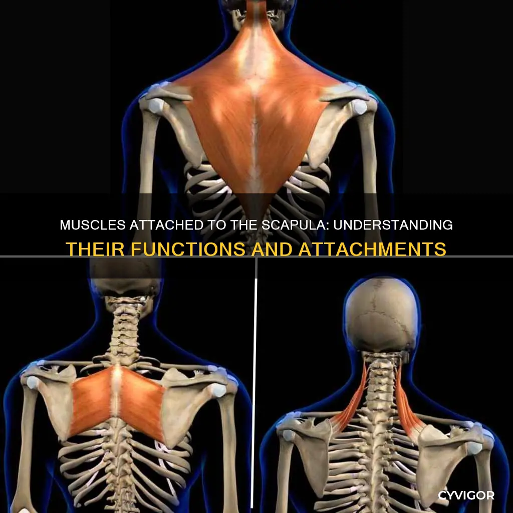 Muscles Attached To The Scapula: Understanding Their Functions And ...