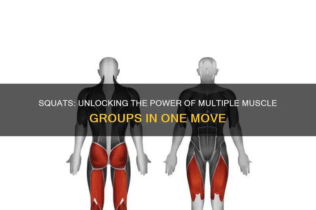 Squats: Unlocking The Power Of Multiple Muscle Groups In One Move | CyVigor