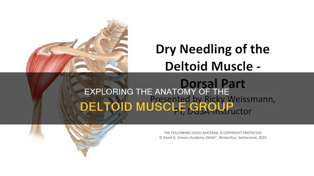 Exploring The Anatomy Of The Deltoid Muscle Group | CyVigor