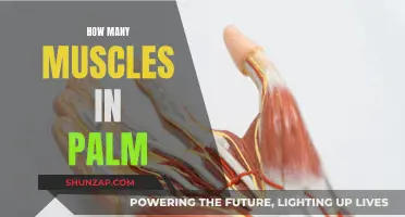 Slapping Muscles: The Anatomy Of A Powerful Slap | CyVigor