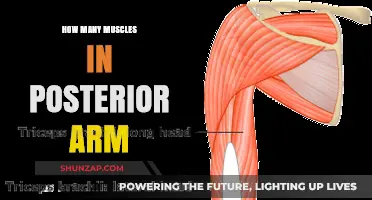 Understanding Arm Muscle Mechanics: How Movement Happens In Your Arm ...