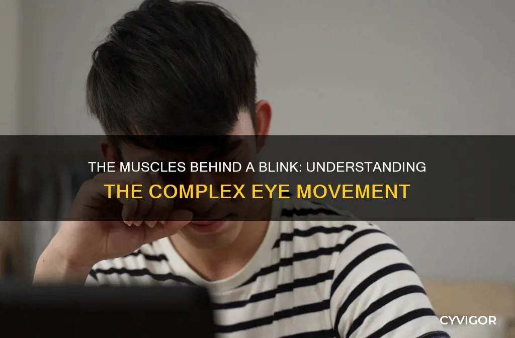 The Muscles Behind A Blink: Understanding The Complex Eye Movement ...