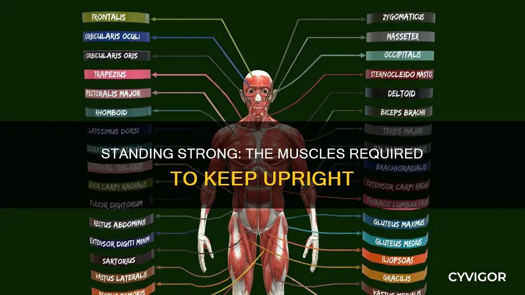 Standing Strong: The Muscles Required To Keep Upright | CyVigor