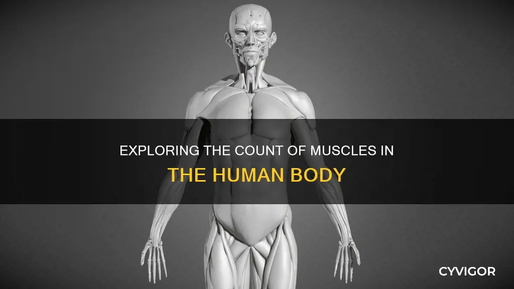 Exploring The Count Of Muscles In The Human Body | CyVigor