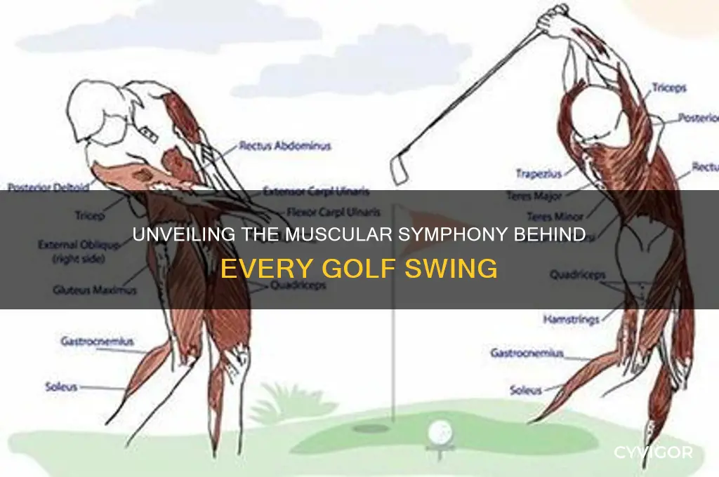 Unveiling The Muscular Symphony Behind Every Golf Swing | CyVigor