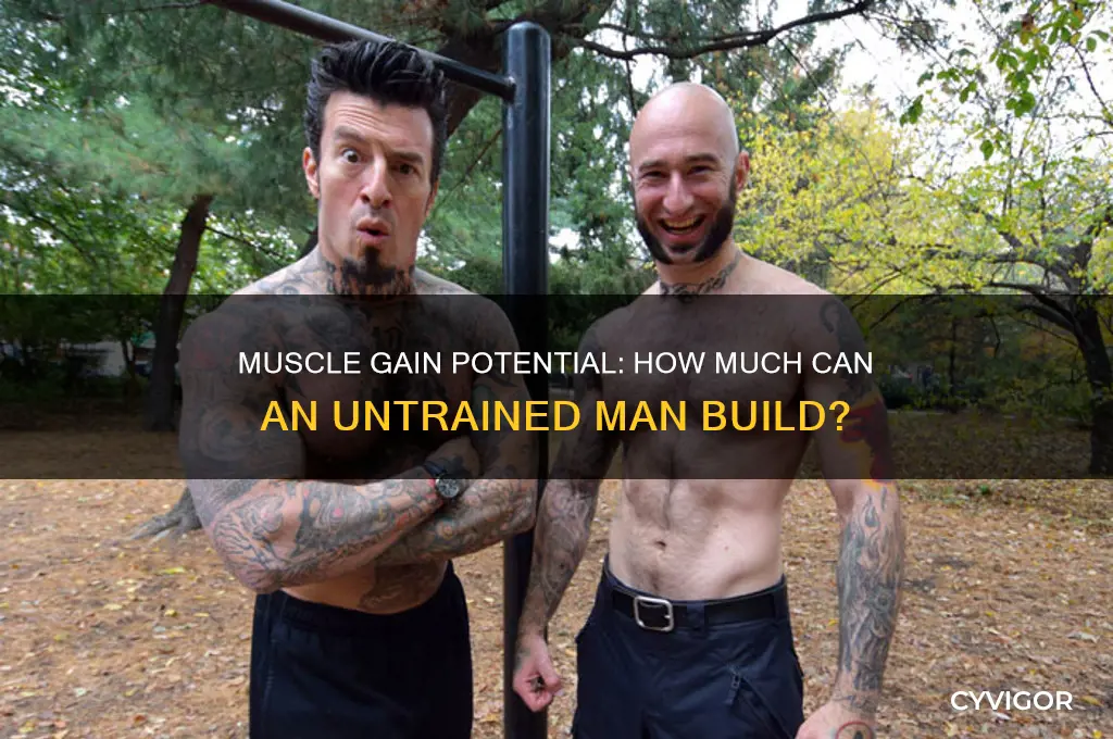 Muscle Gain Potential: How Much Can An Untrained Man Build? | CyVigor