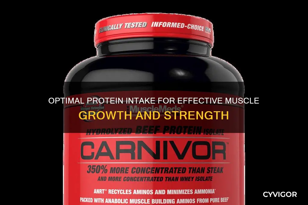 Optimal Protein Intake For Effective Muscle Growth And Strength | CyVigor