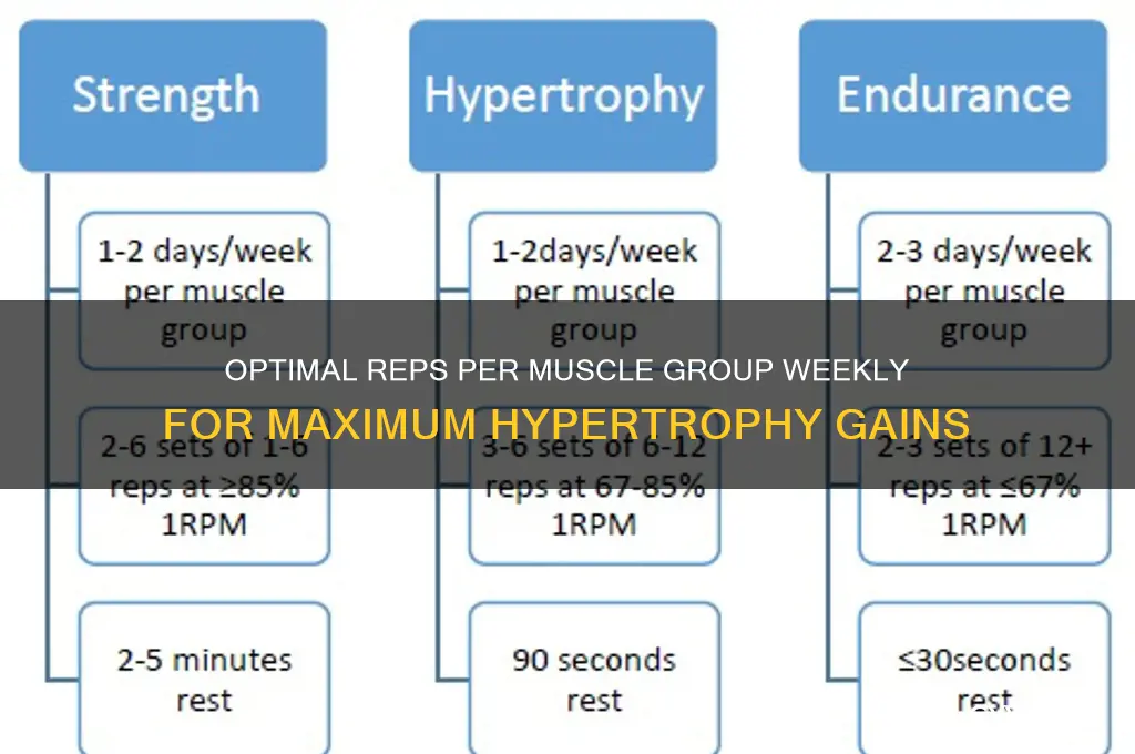 Optimal Reps Per Muscle Group Weekly For Maximum Hypertrophy Gains ...
