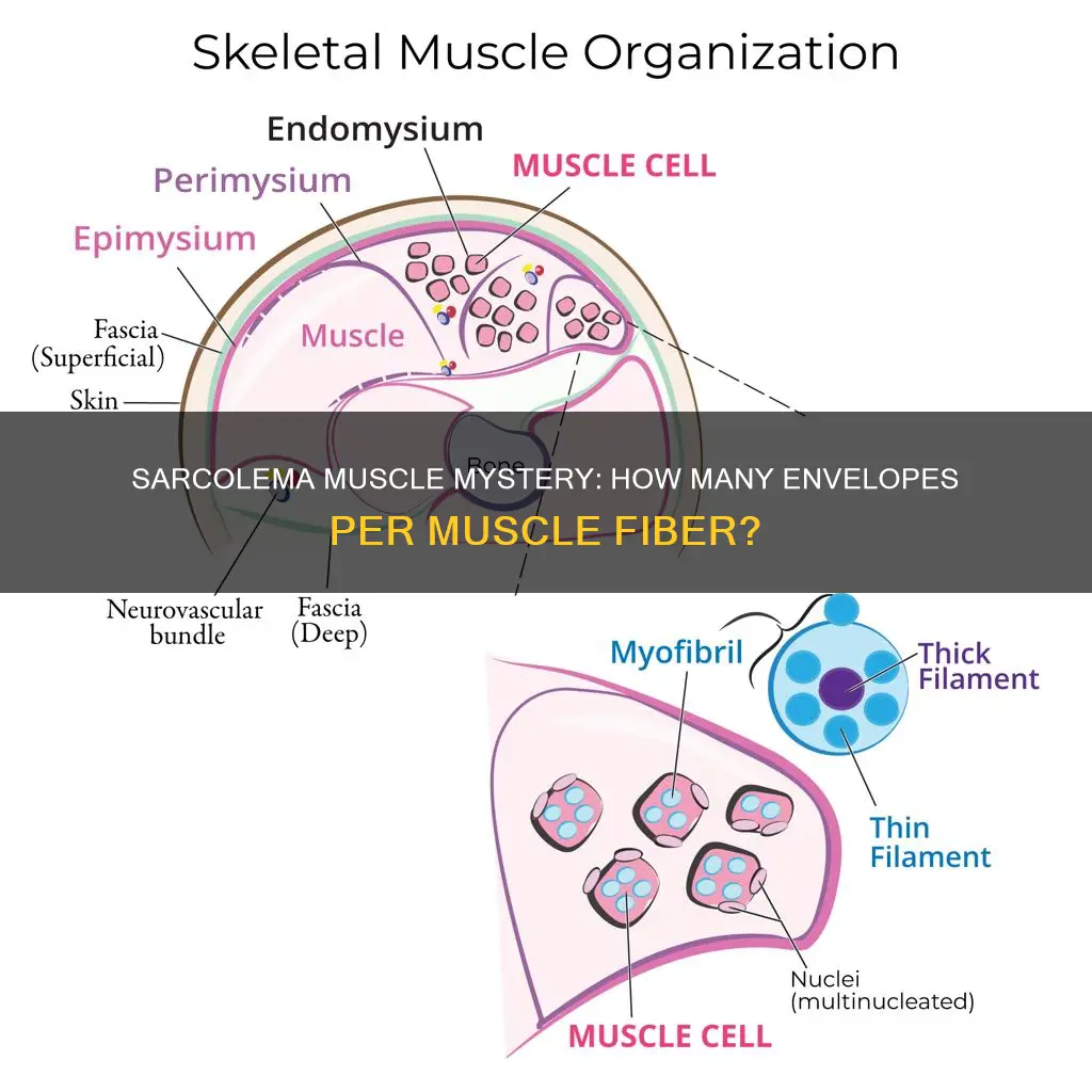 Sarcolema Muscle Mystery: How Many Envelopes Per Muscle Fiber? | CyVigor