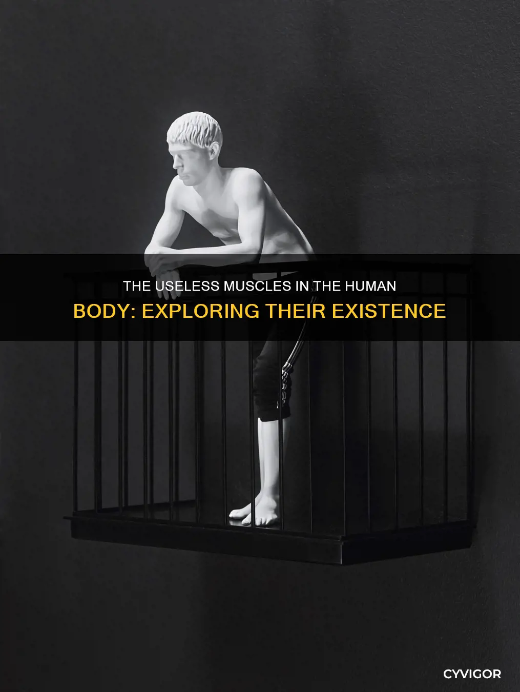 The Useless Muscles In The Human Body: Exploring Their Existence | CyVigor