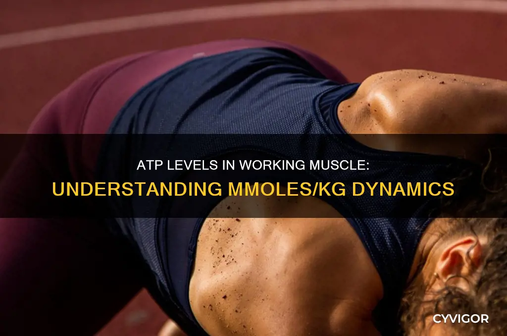 Atp Levels In Working Muscle: Understanding Mmoles/Kg Dynamics | CyVigor