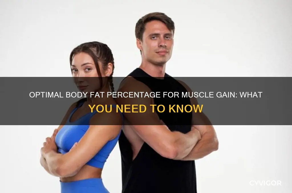 Optimal Body Fat Percentage For Muscle Gain: What You Need To Know ...