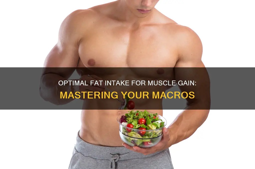 Optimal Fat Intake For Muscle Gain: Mastering Your Macros | CyVigor